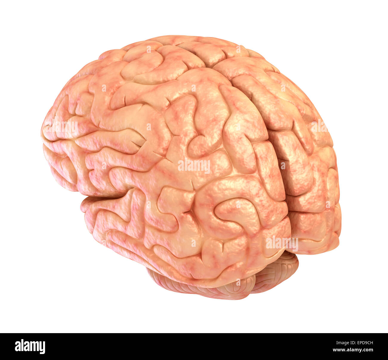Human brain side diagram hi-res stock photography and images - Alamy