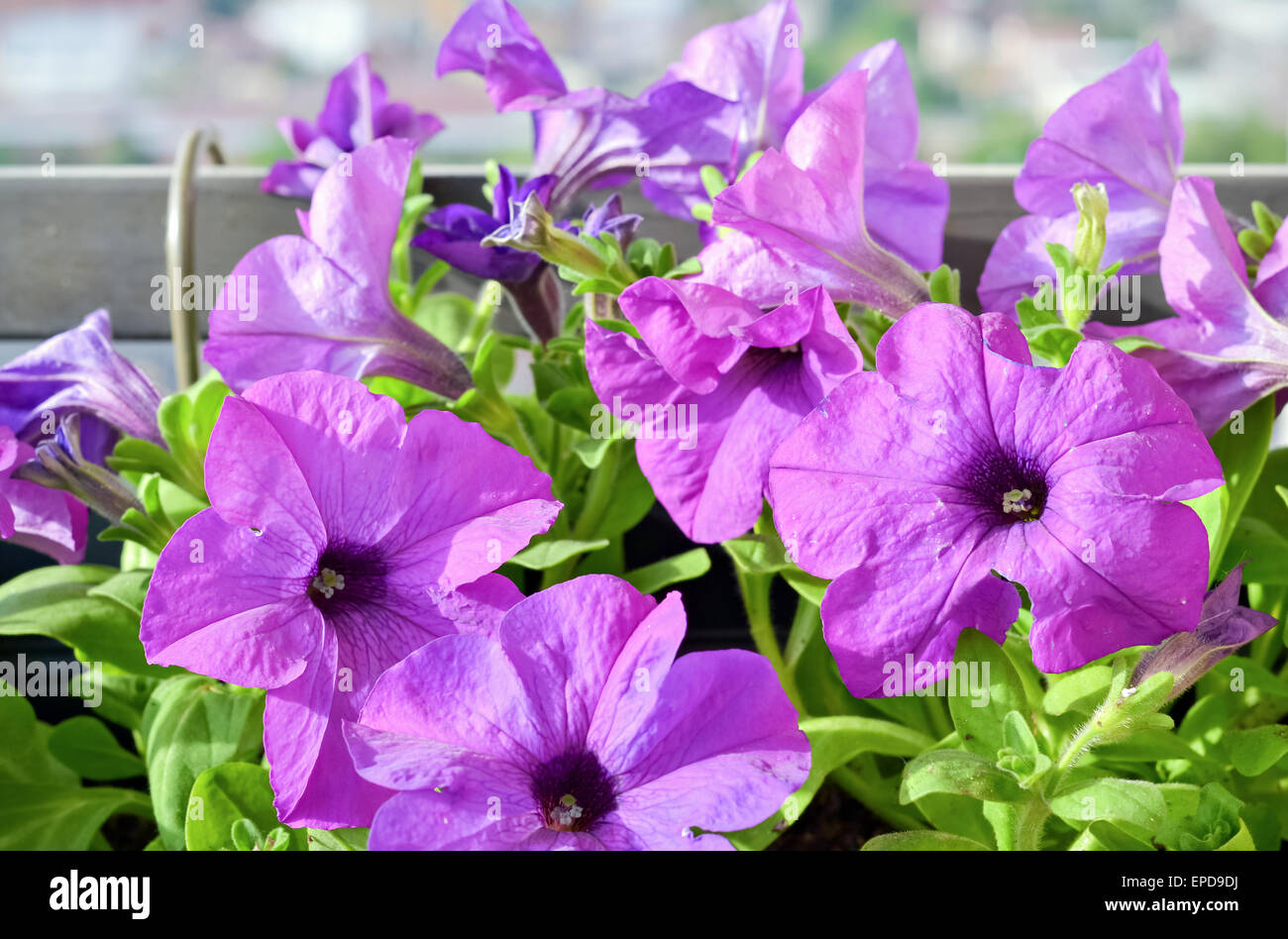 Closeup of beautiful blooming violet flowers in the garden Stock Photo ...