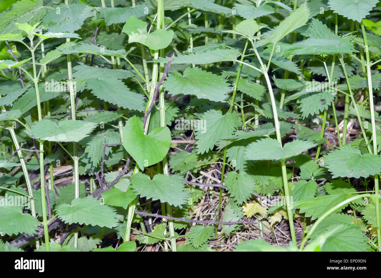 Closeup of stinging nettle growing on uncultivated land Stock Photo - Alamy