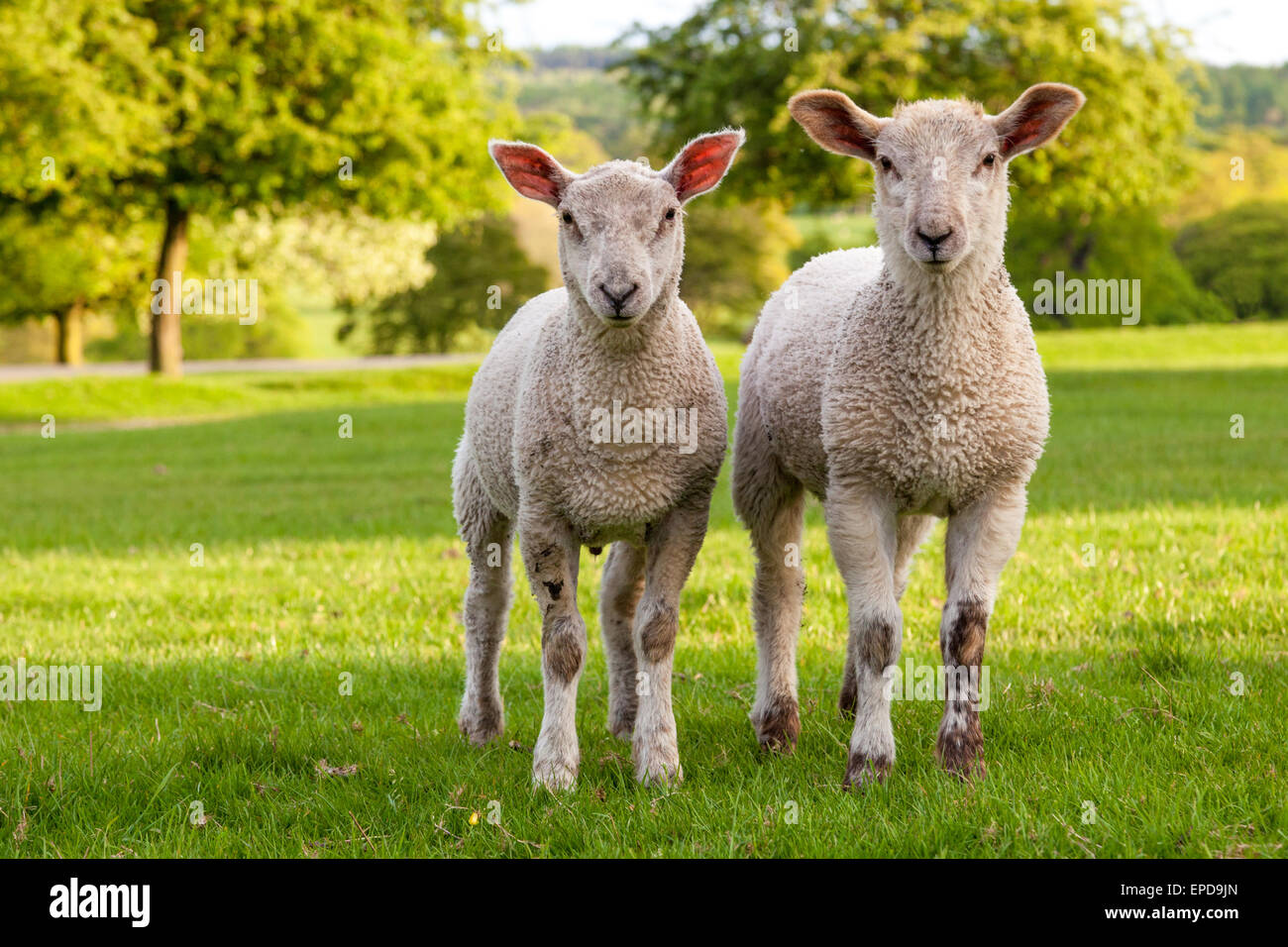 English countryside in may lamb hi-res stock photography and images - Alamy