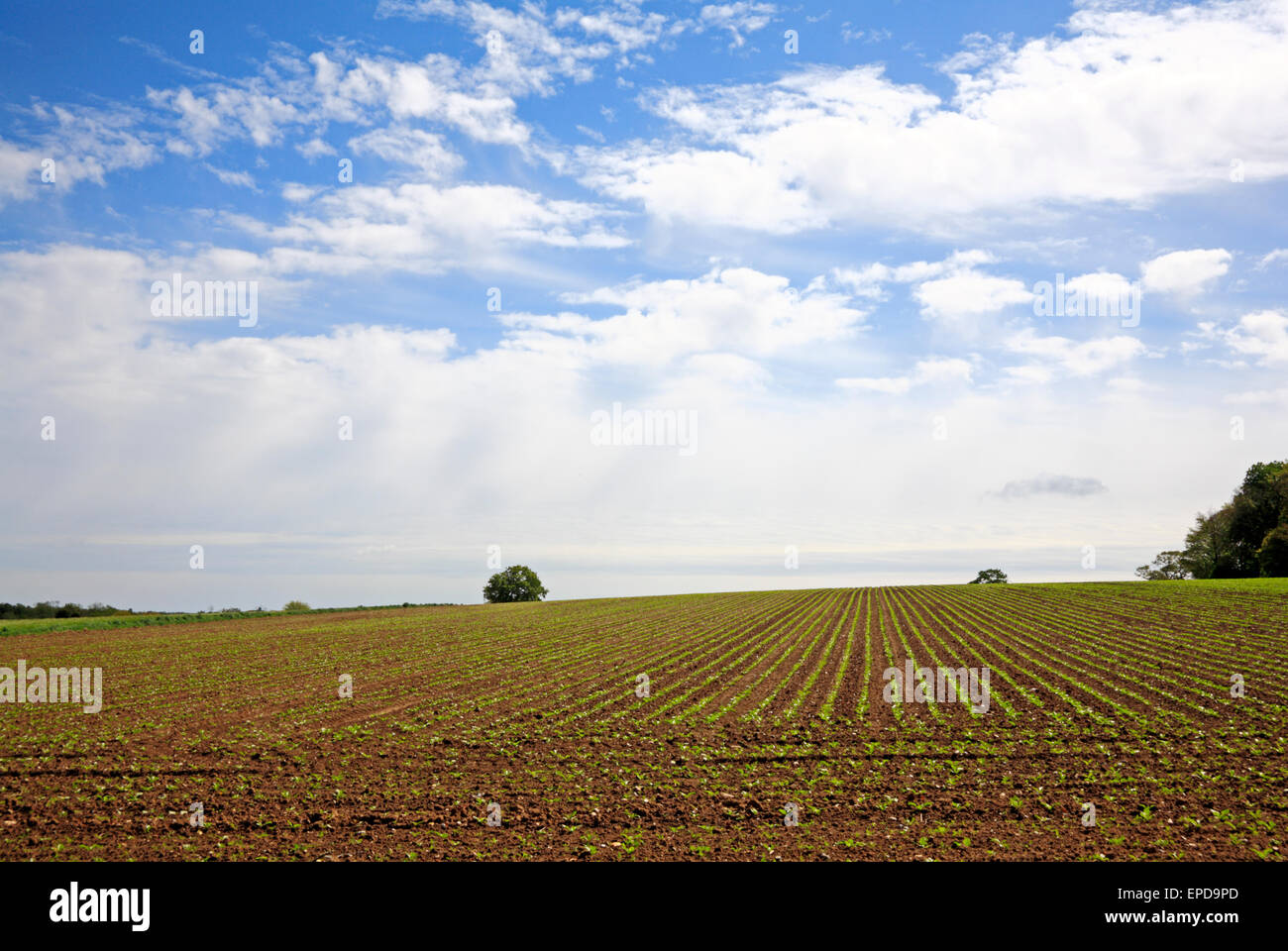 Sugar beet crop hi-res stock photography and images - Alamy