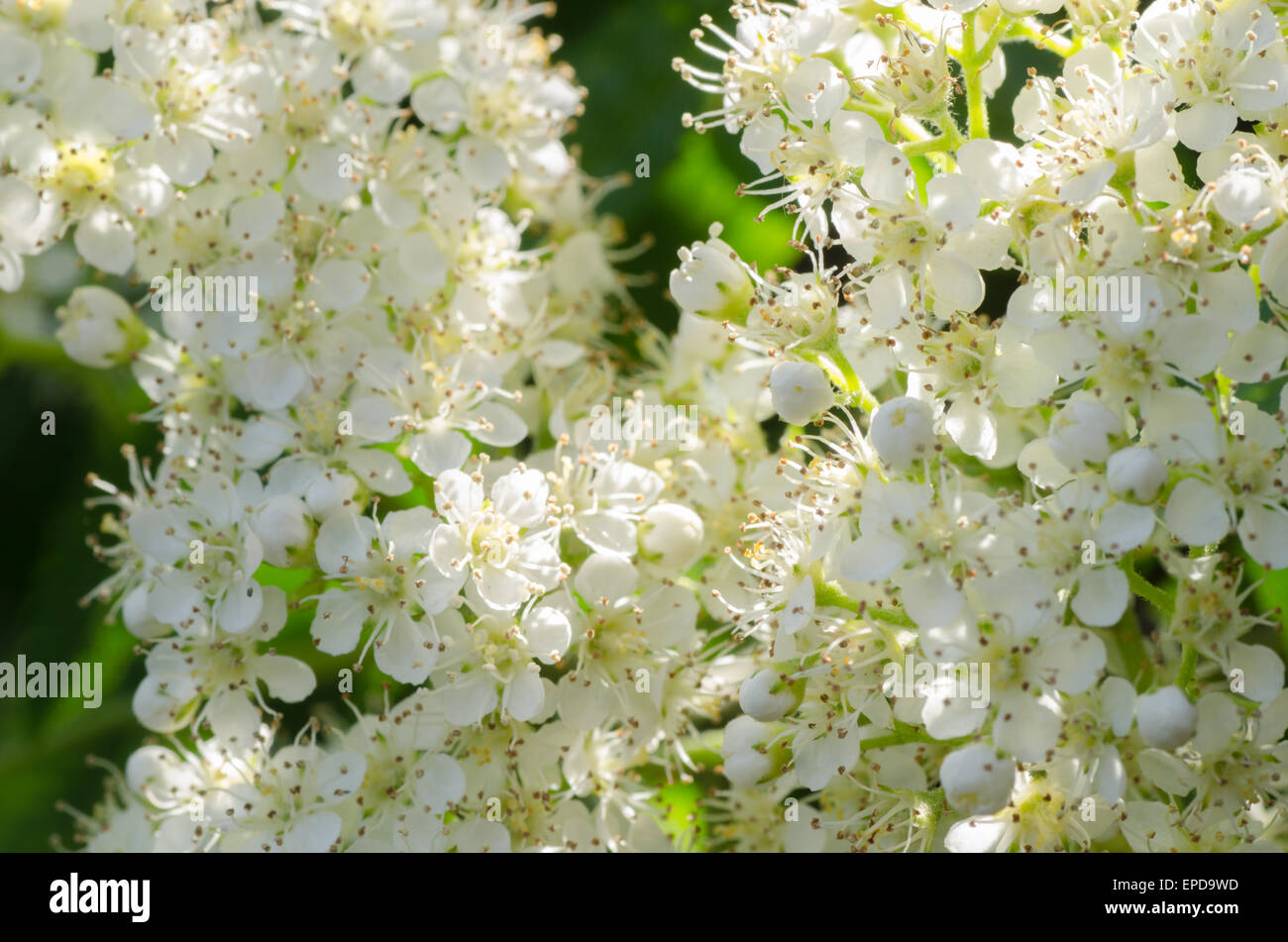 detail of white rowan flowers Stock Photo - Alamy