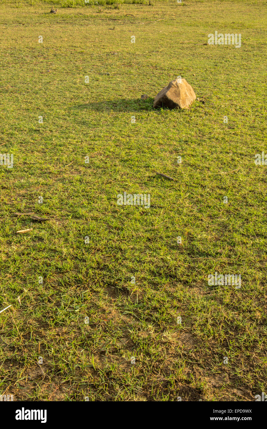 Grass, rocks, grass, green grass background texture Stock Photo - Alamy