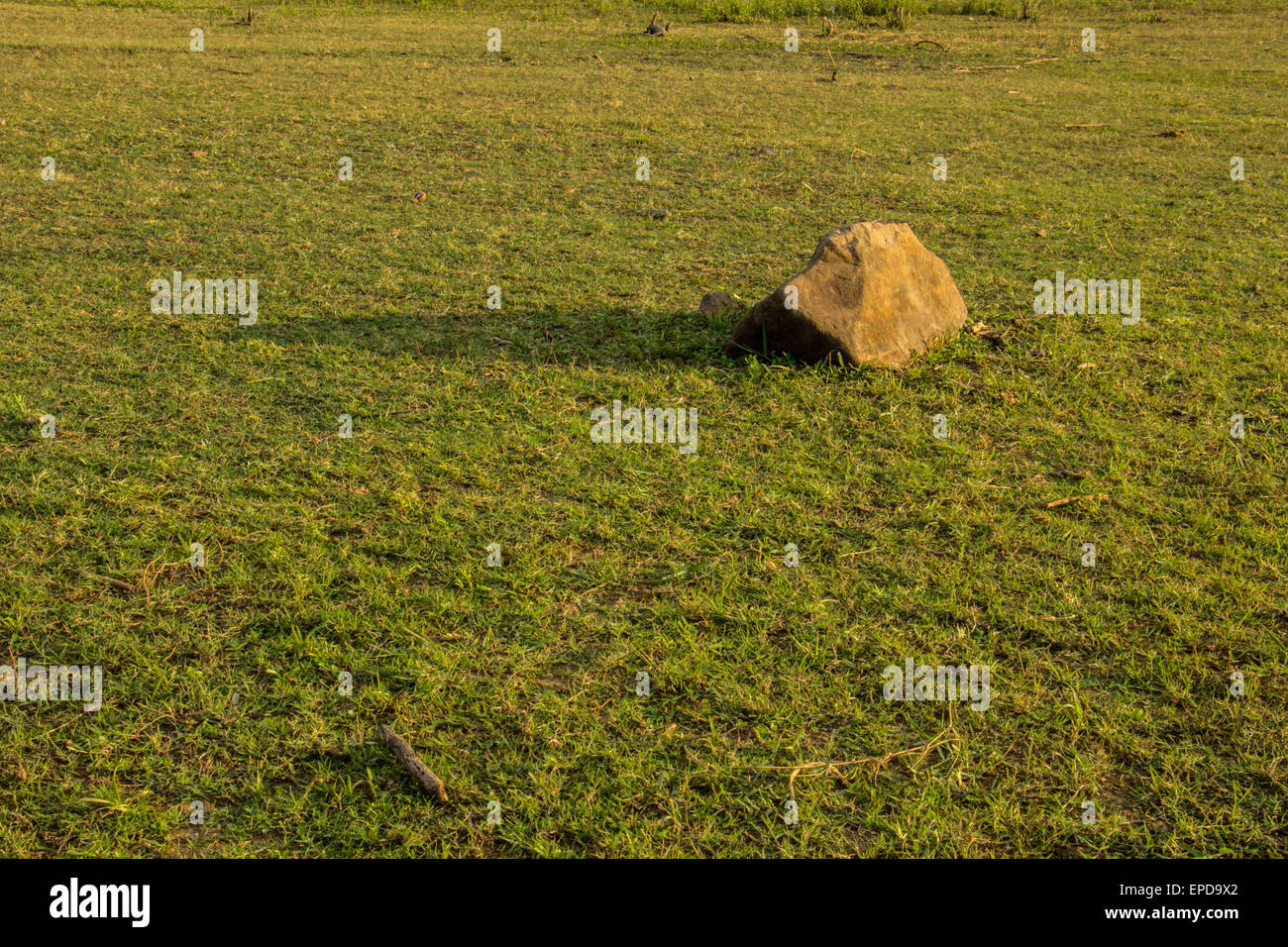 Grass, rocks, grass, green grass background texture Stock Photo - Alamy