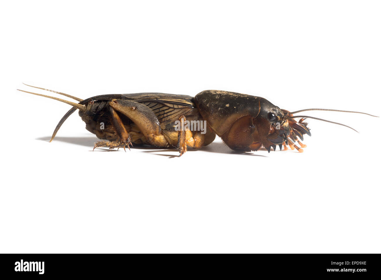 The mole crickets are the family Gryllotalpidae Stock Photo - Alamy