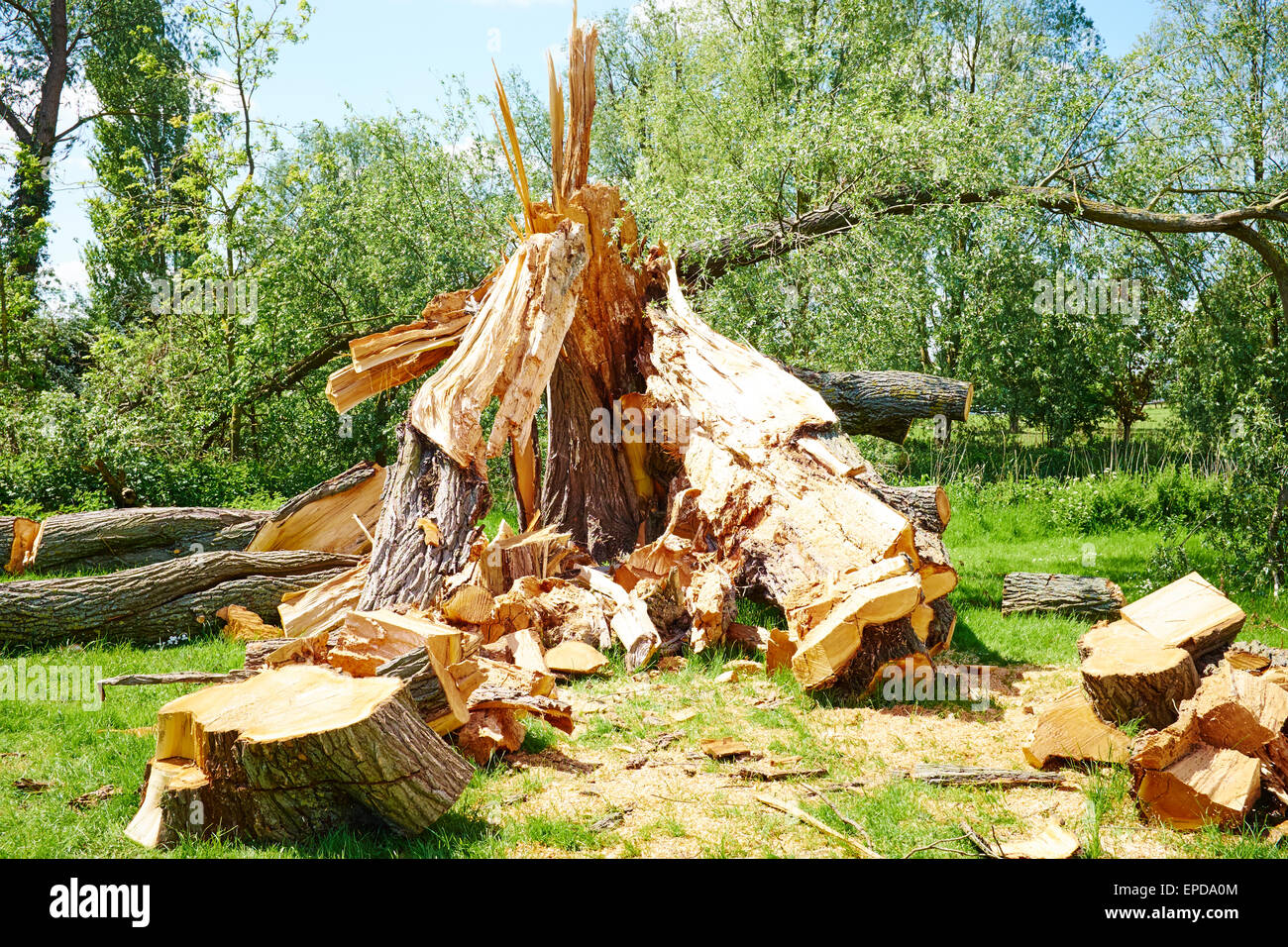 Split tree trunk fallen tree hi-res stock photography and images - Alamy