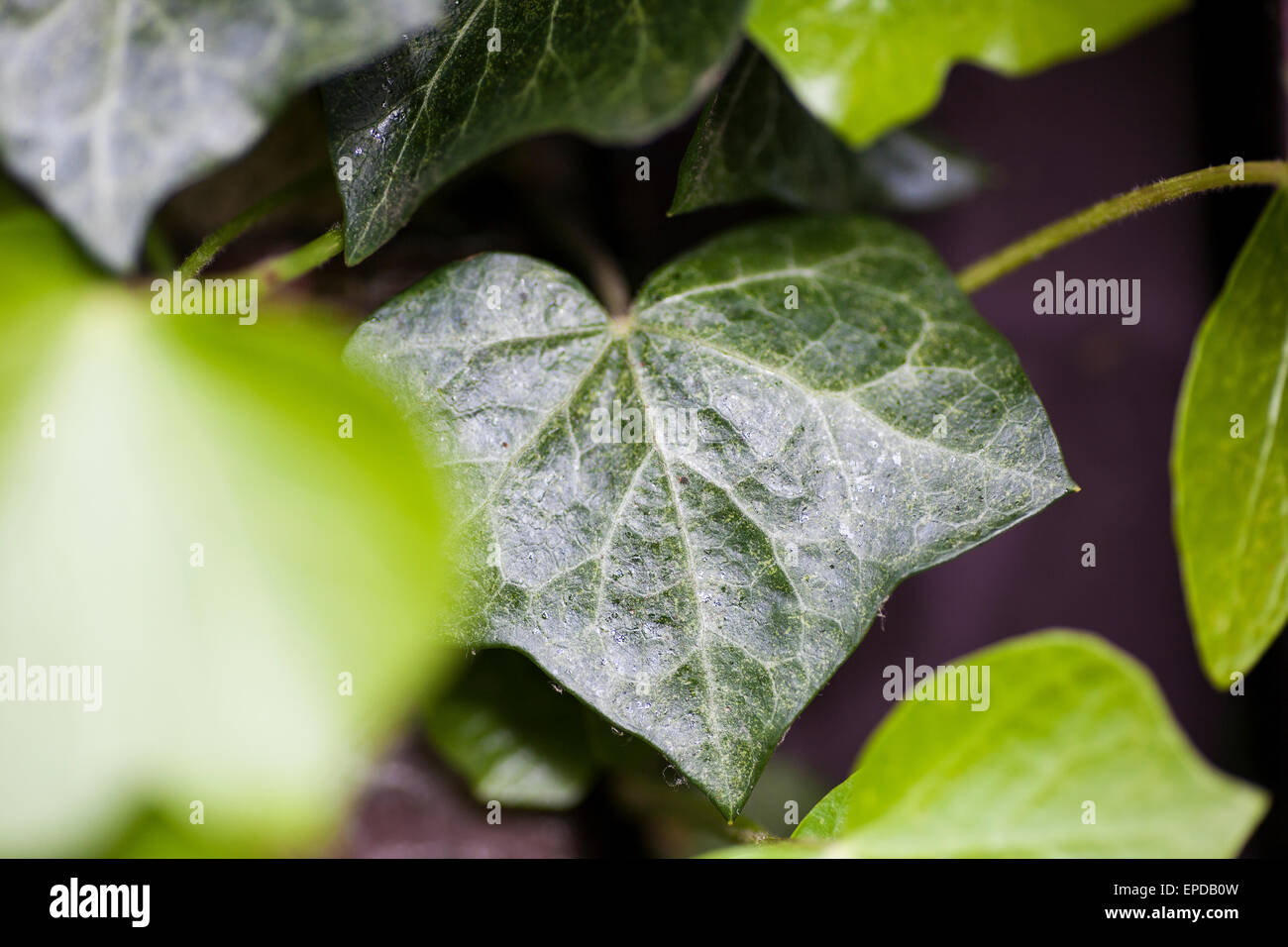 Ivy climbing a wall Stock Photo - Alamy