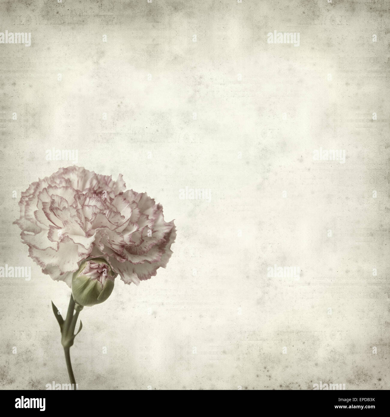textured old paper background with variegated carnation flower Stock ...