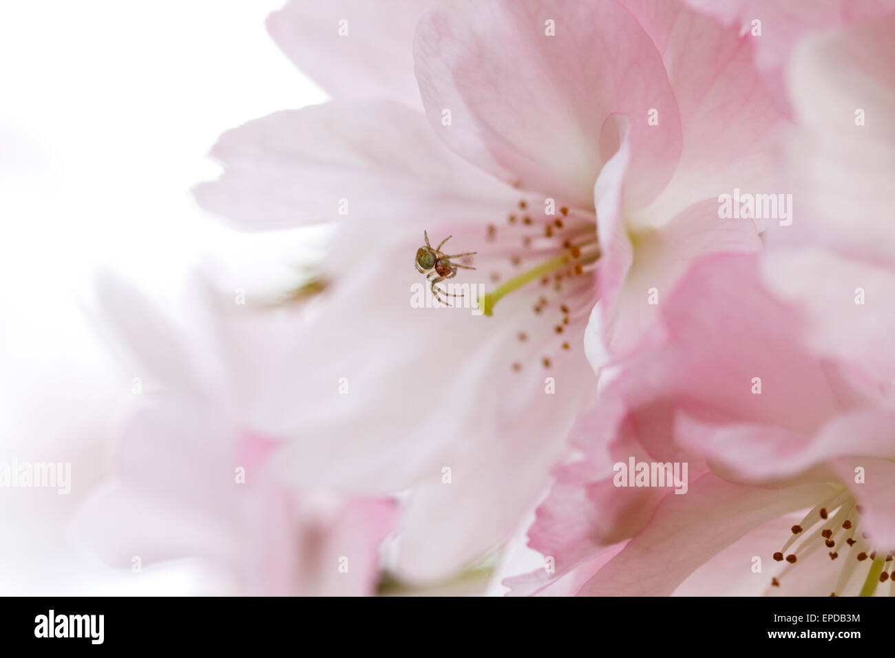 A spider hanging from its web on the flower of a pink flowering cherry ...