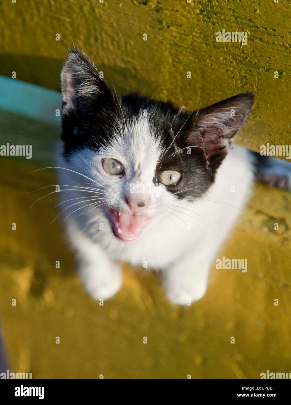 Mewing hi-res stock photography and images - Alamy