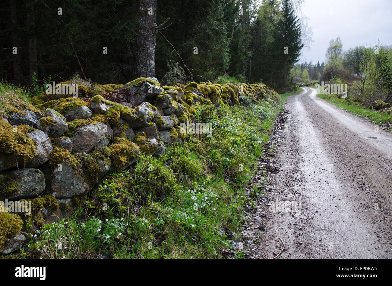 Old winding gravel road with a mossy stone wall and blossom windflowers ...