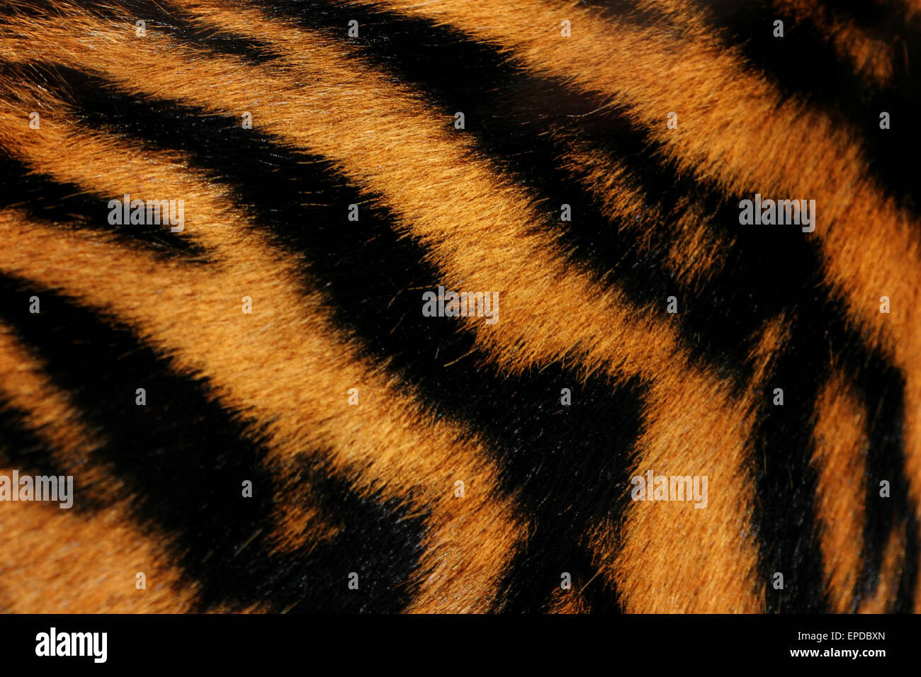 Tiger fur pattern hi-res stock photography and images - Alamy