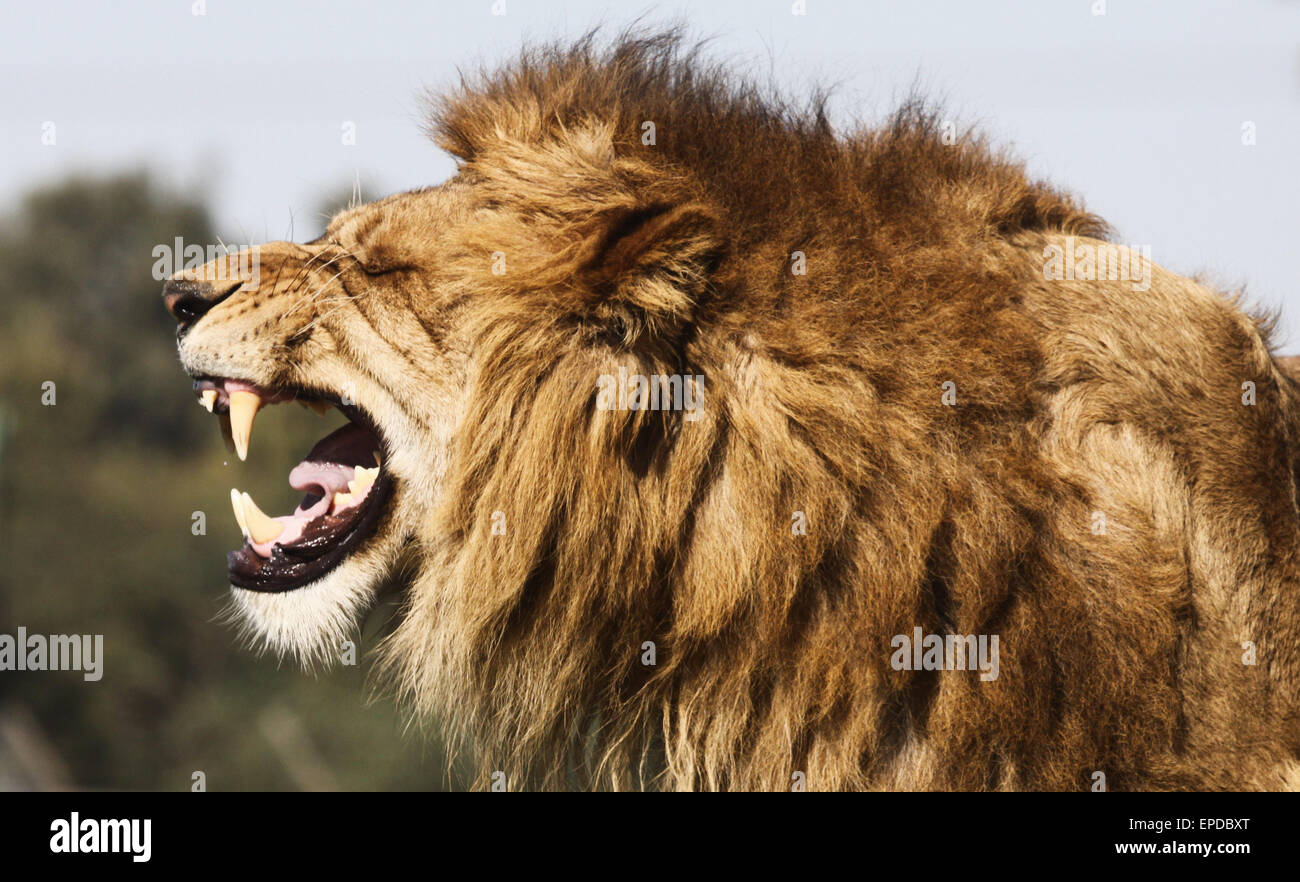 Angry lion hi-res stock photography and images - Alamy