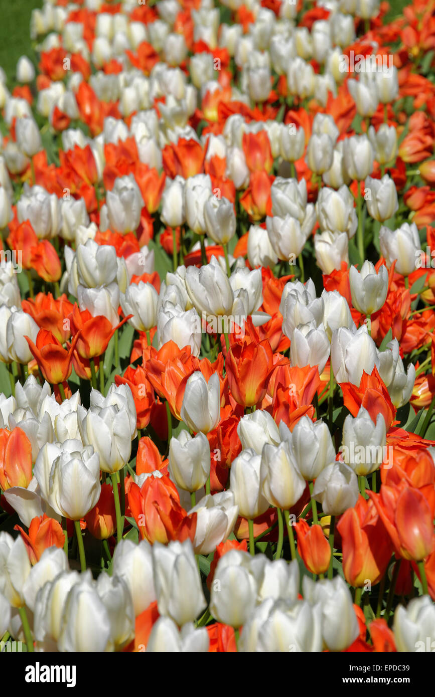 White and orange tulips blooming on a flowerbed, spring, May Stock ...