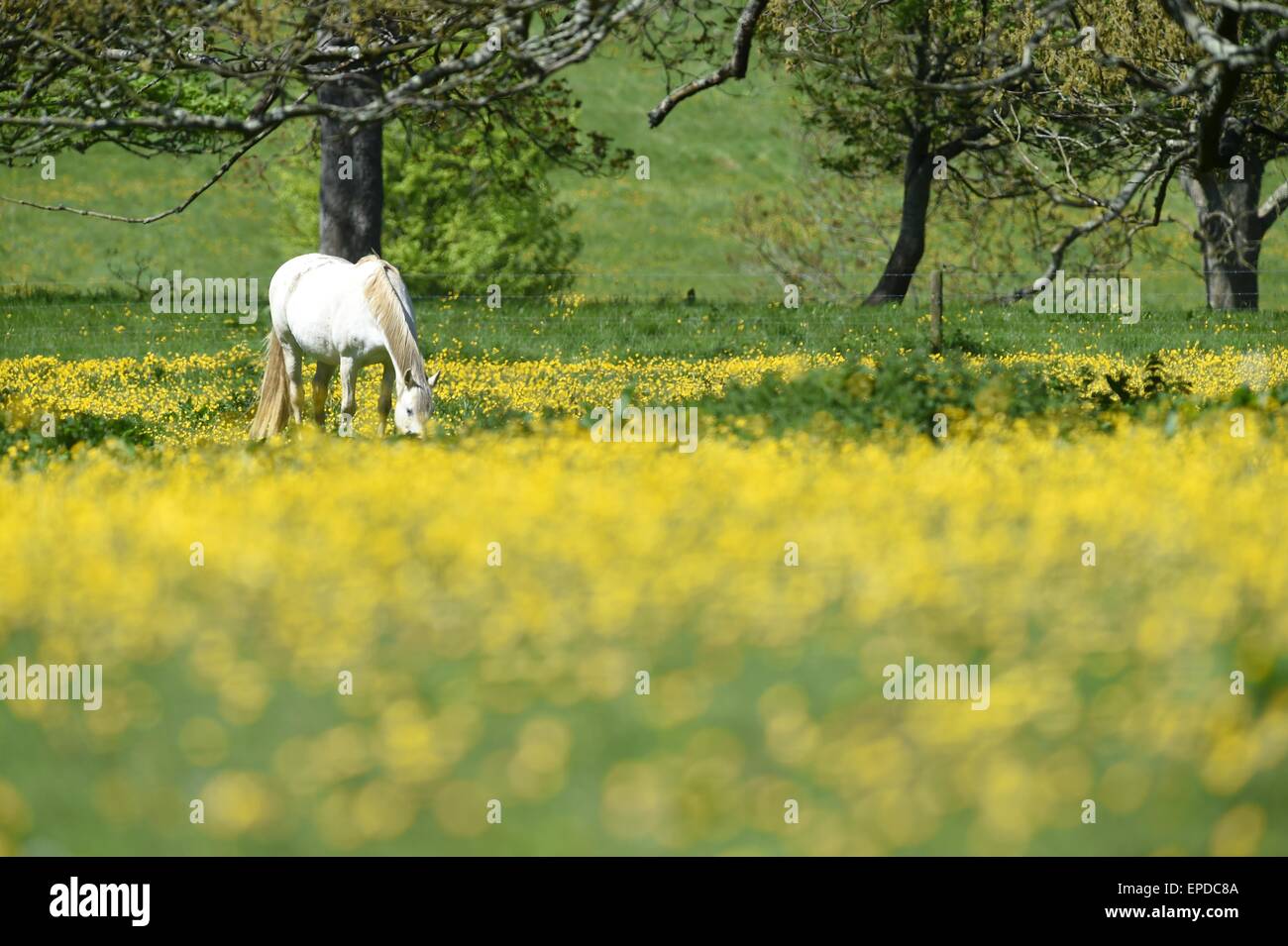 Horses grazing pretty flowers hi-res stock photography and images - Alamy