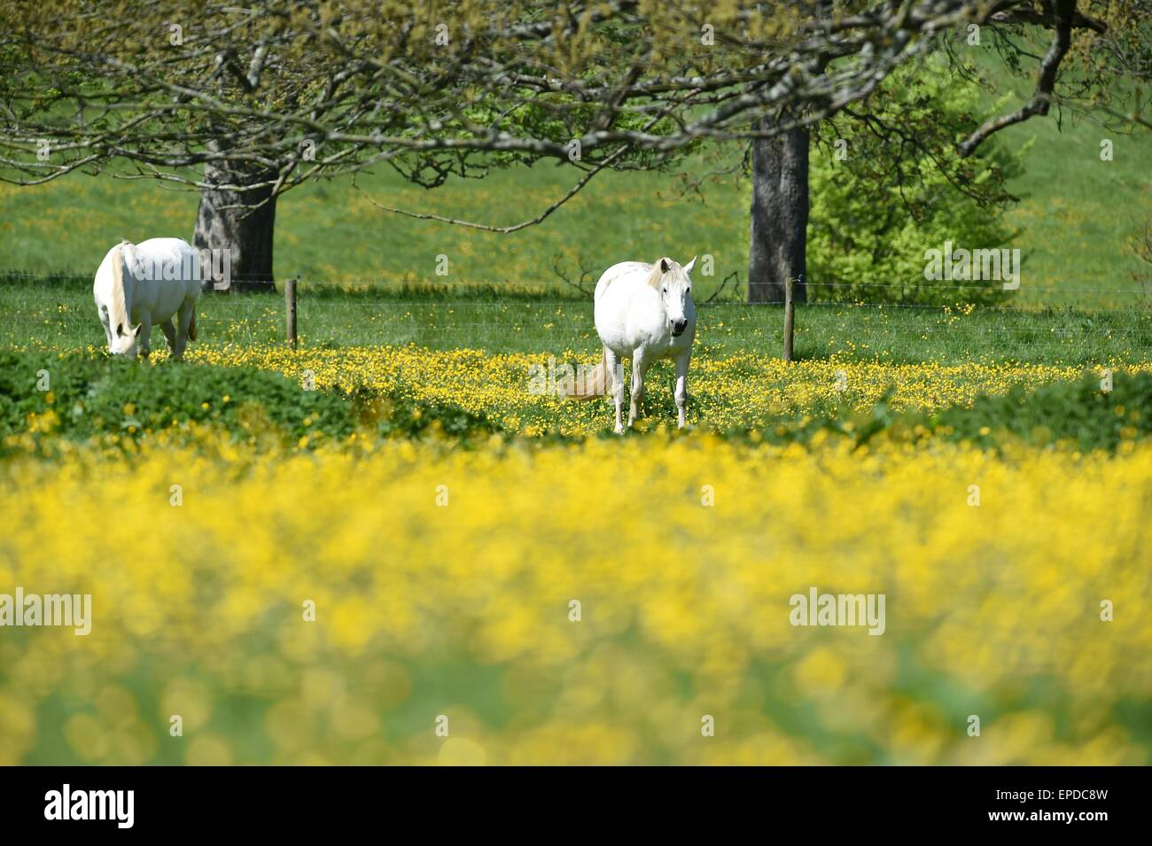 Yellow flowers uk hi-res stock photography and images - Alamy