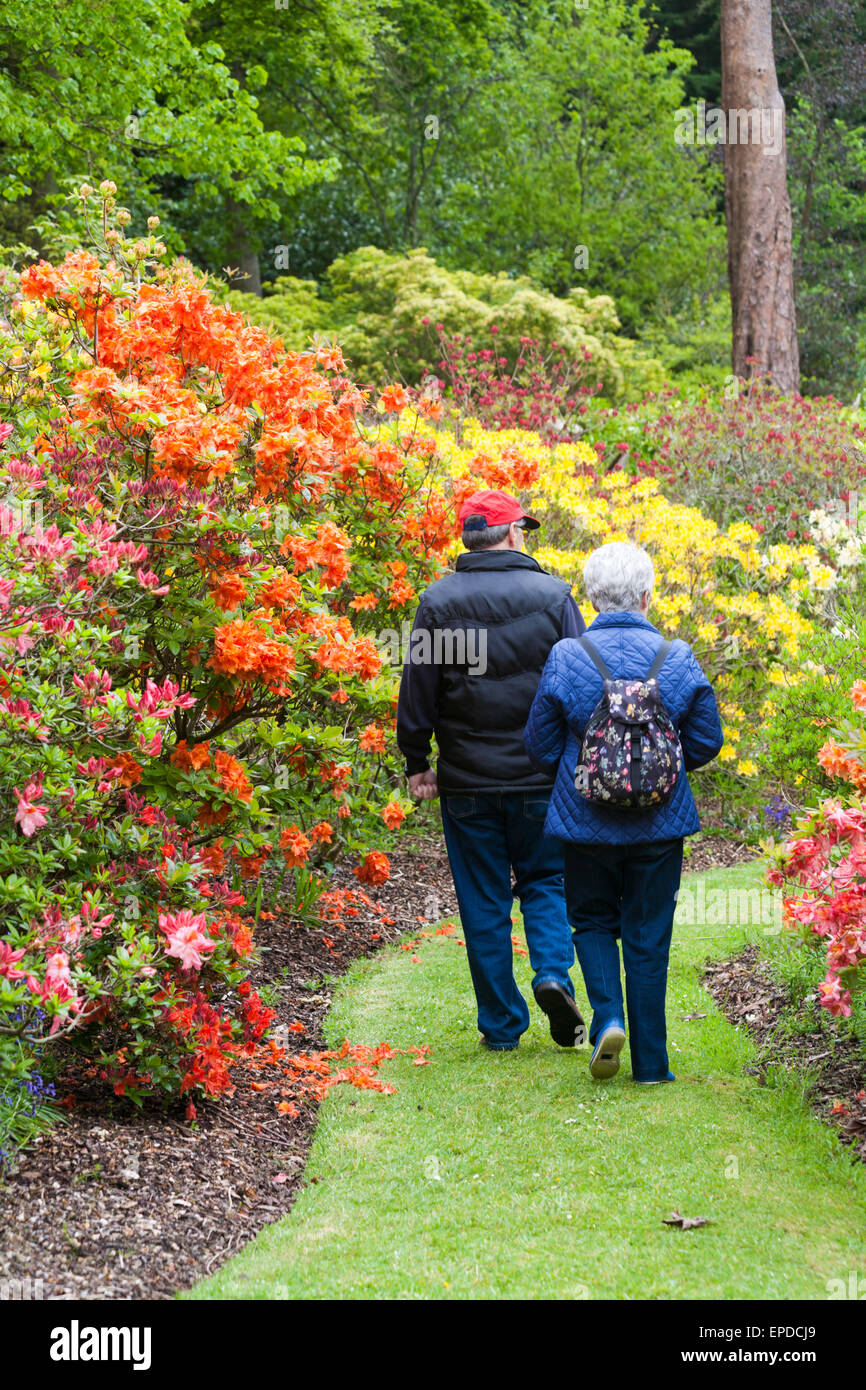 Couple walking through stunning rhododendrons and azaleas at Exbury ...