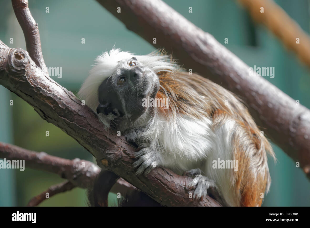 Cotton top tamarin monkey hi-res stock photography and images - Alamy