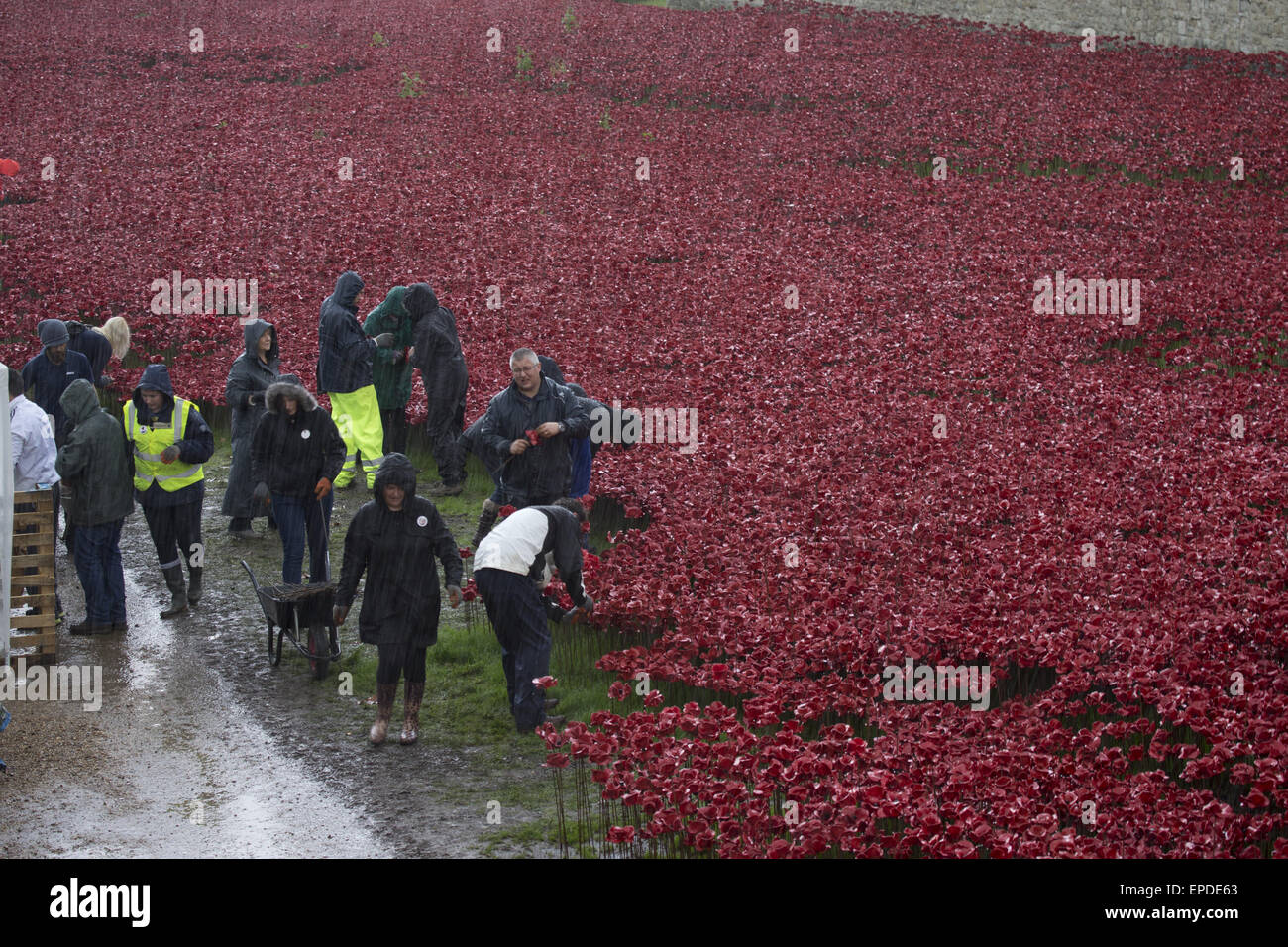 Volunteers begin to dismantle the commemorative art installation,'Blood ...