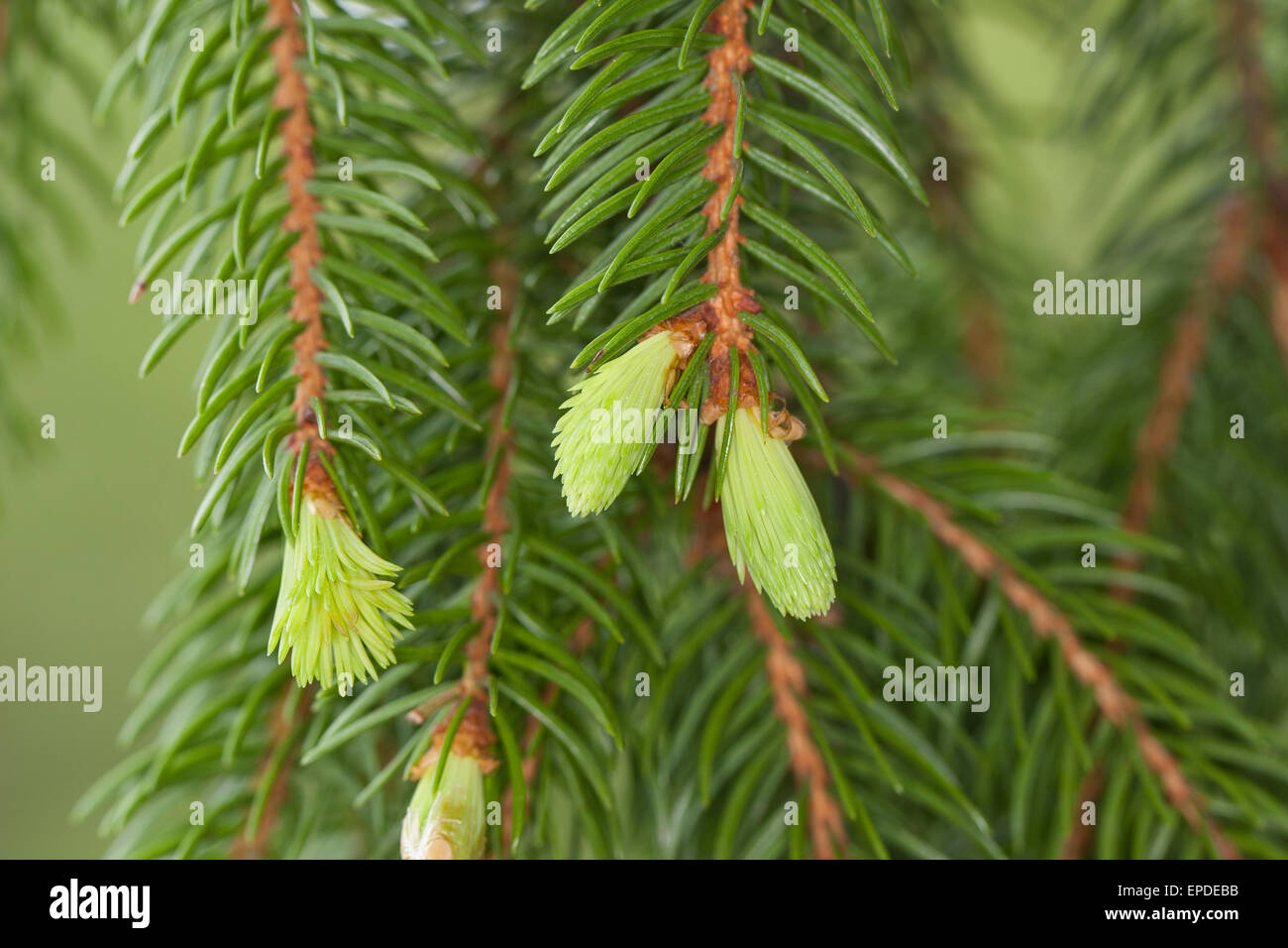 Common Spruce, Christmas Tree, shoot, sprout, sapling, Gewöhnliche ...