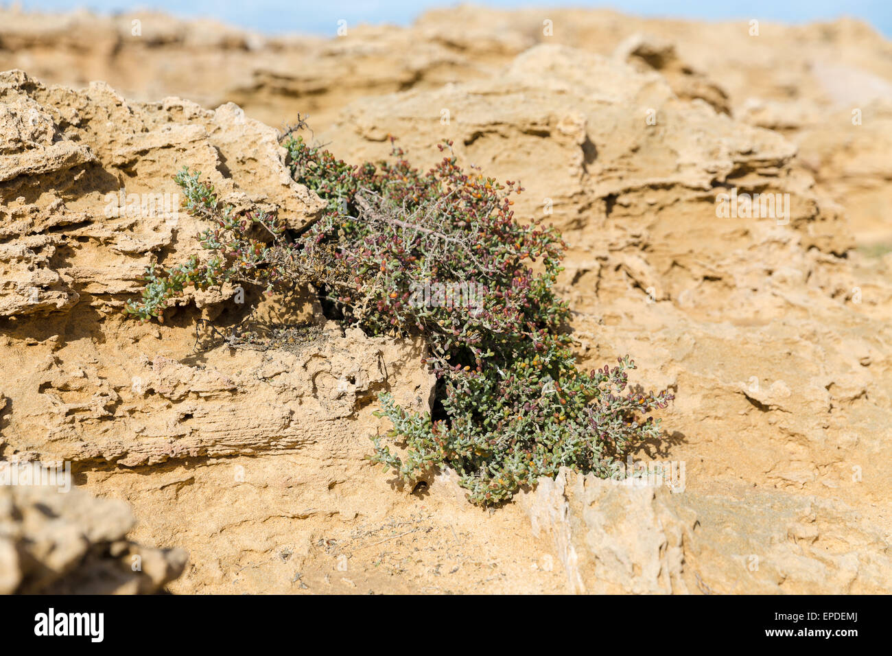 Nature of Cyprus Stock Photo - Alamy