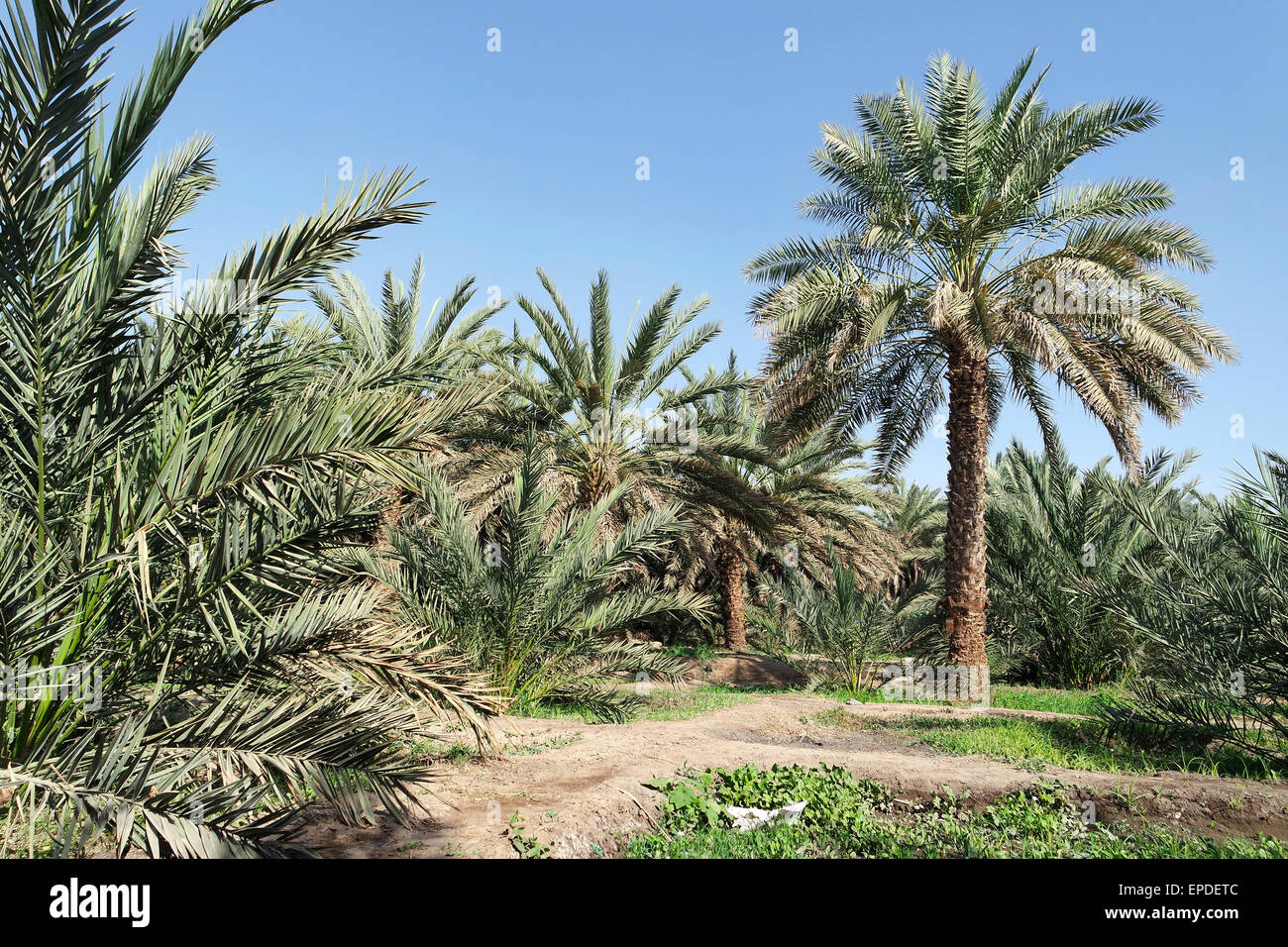 palm garden, Medina Saudi Arabia Stock Photo - Alamy