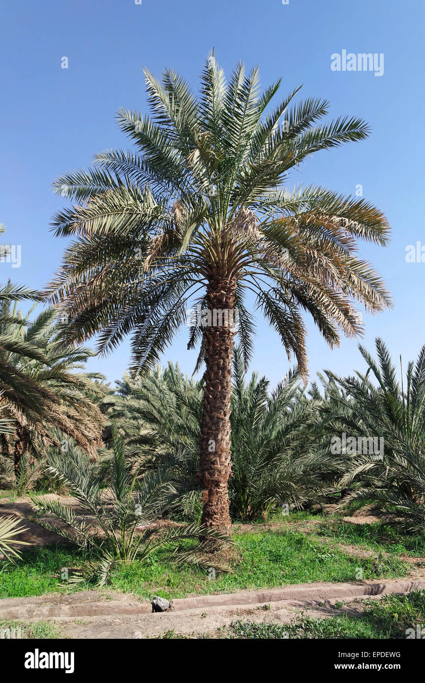 Oasis date palm garden tree hi-res stock photography and images - Alamy