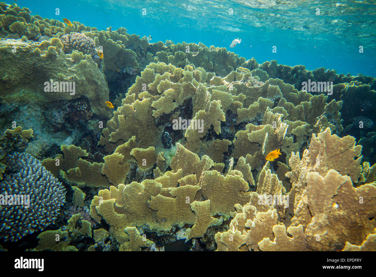 Underwater castle hi-res stock photography and images - Alamy