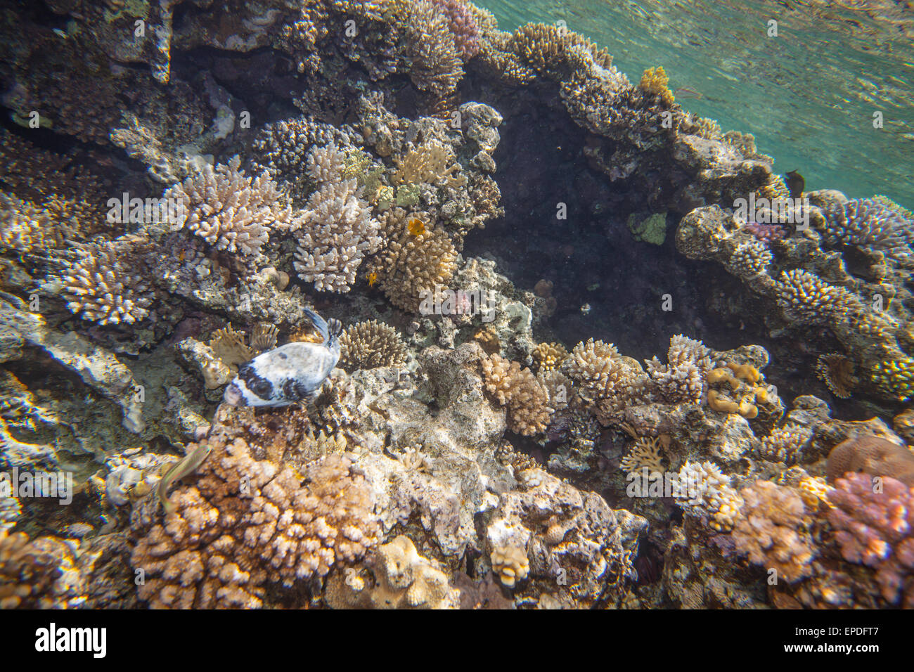 Red sea coral reef Stock Photo - Alamy