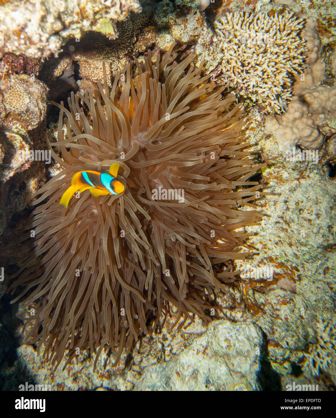 Clownfish hiding in the tentacles of its host anemone Stock Photo - Alamy
