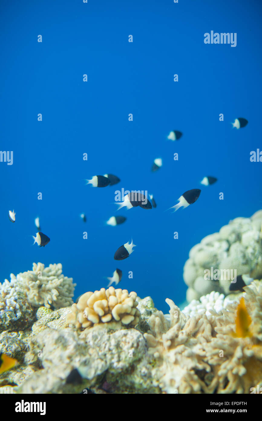Shoal of Chromis dimidiata Stock Photo - Alamy