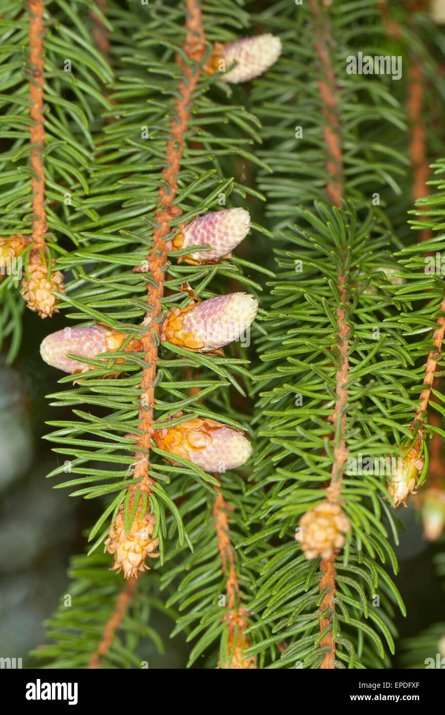 Common Spruce, Christmas Tree, male florescence, Gewöhnliche Fichte ...