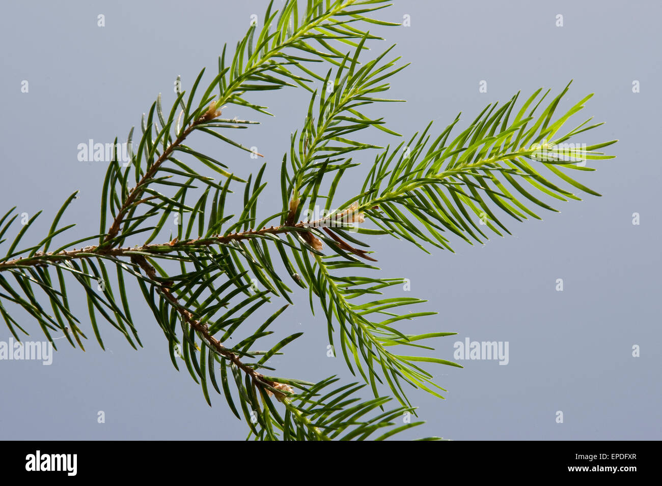Common Spruce, Christmas Tree, Gewöhnliche Fichte, Rot-Fichte ...