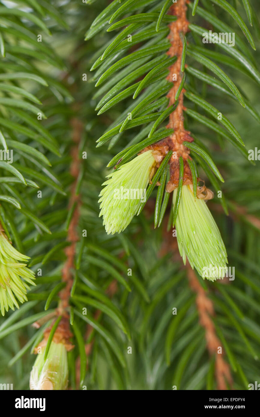 Common Spruce, Christmas Tree, shoot, sprout, sapling, Gewöhnliche ...