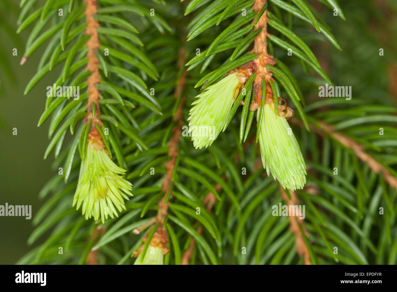 Common Spruce, Christmas Tree, shoot, sprout, sapling, Gewöhnliche ...