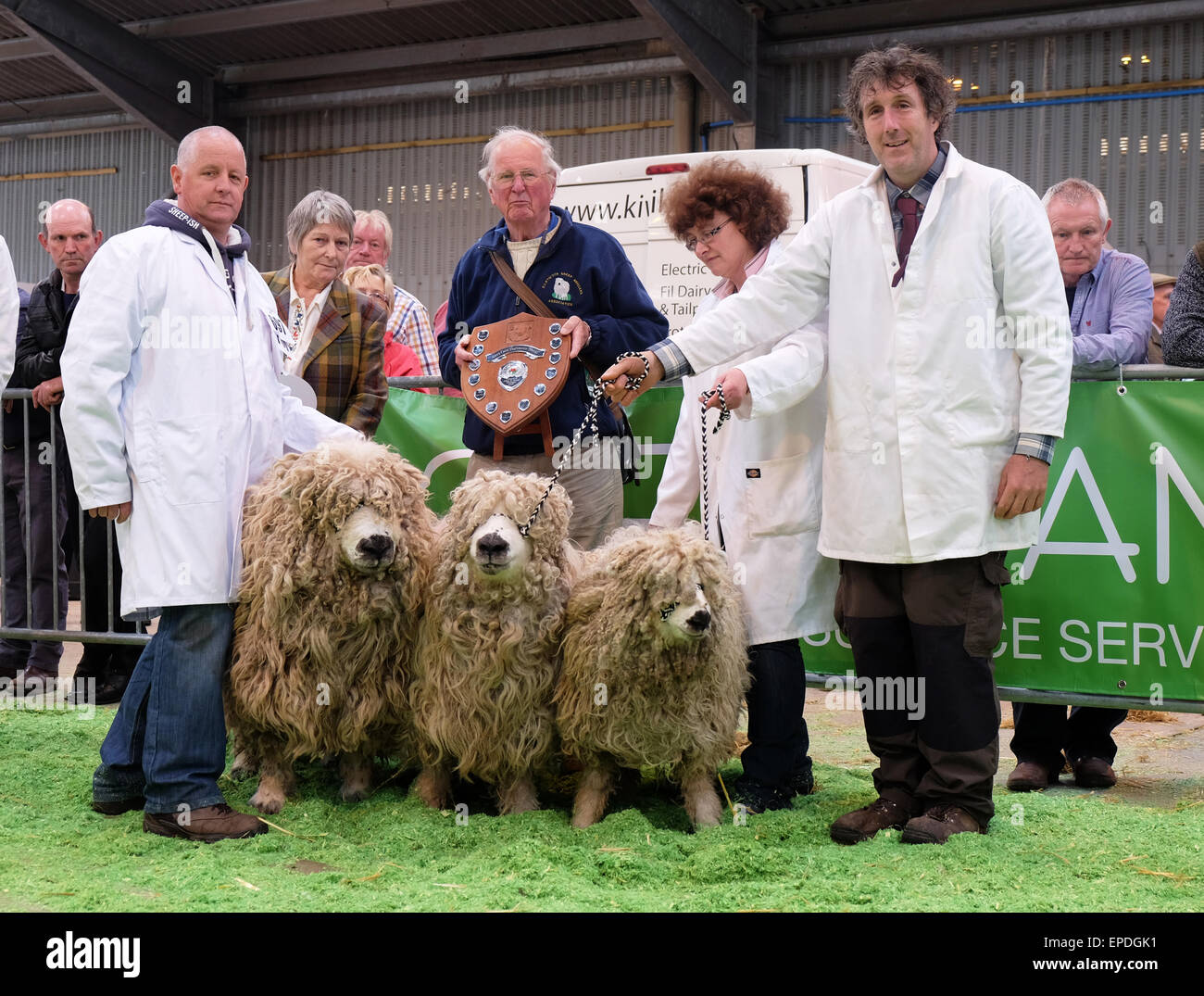 Long wooled sheep hi-res stock photography and images - Alamy