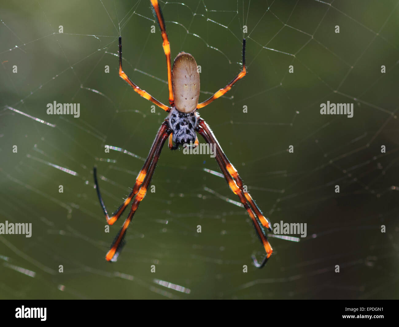Golden Orb Web Spider (Nephila plumipes), Lane Cove, New South Wales ...