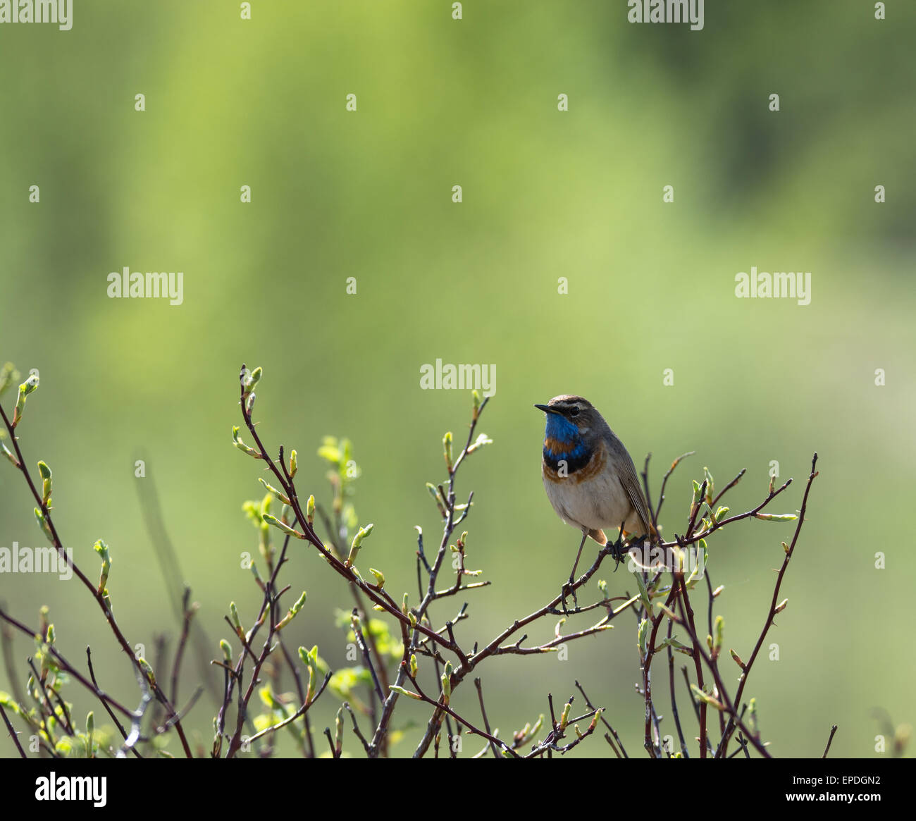 Birds of russia hi-res stock photography and images - Alamy