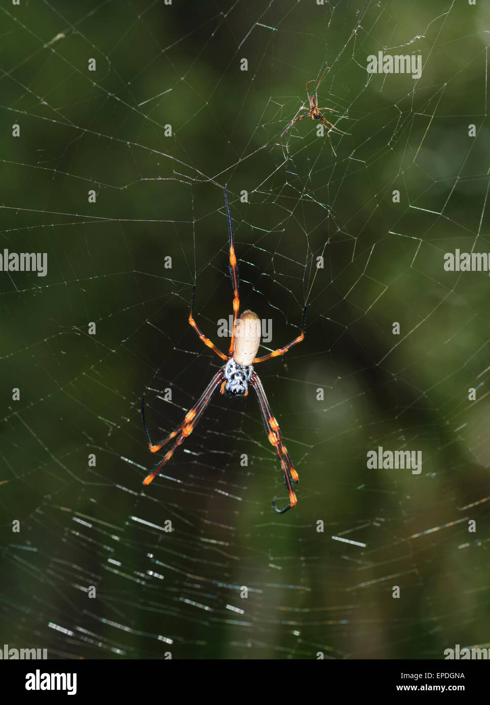 Golden orb weaver spiders male female hi-res stock photography and ...
