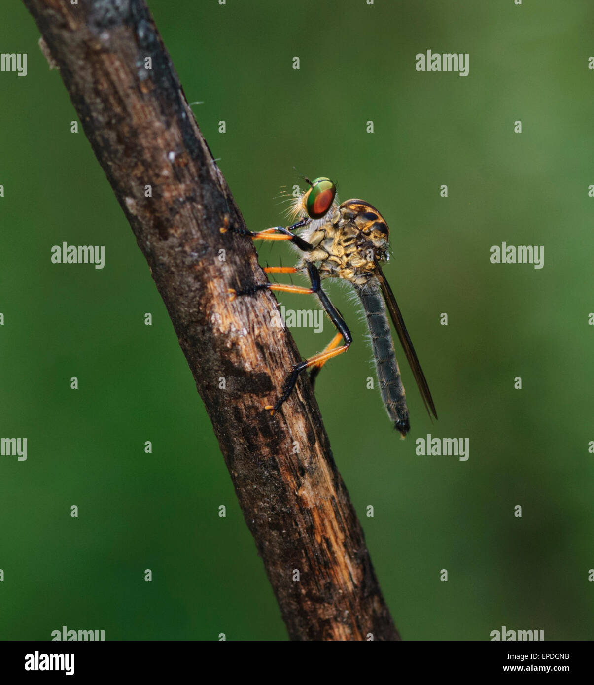 Ommatius sp hi-res stock photography and images - Alamy