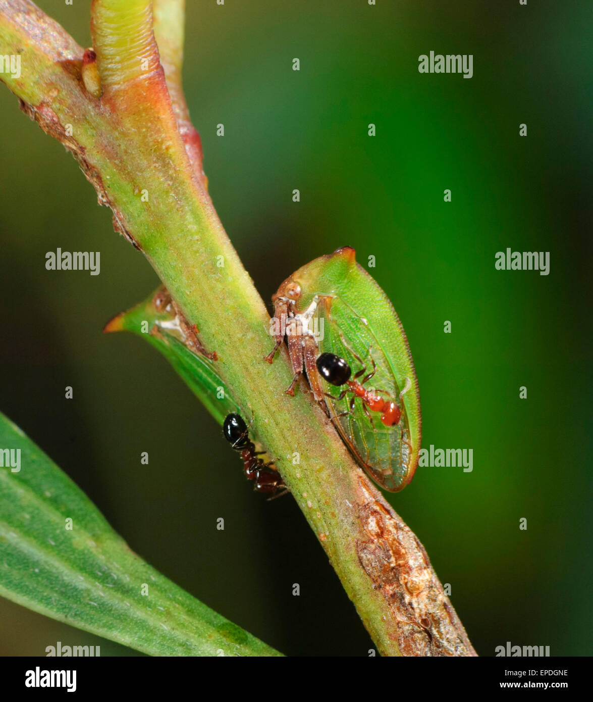 Acacia Horned Treehopper (Sextius virescens) being tended by Ants, Lane ...