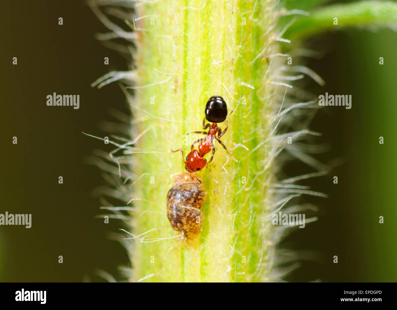 Australian meat ant hi-res stock photography and images - Alamy