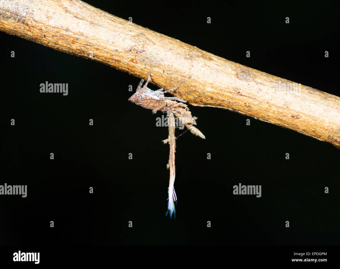 Australian planthopper nymph hi-res stock photography and images - Alamy