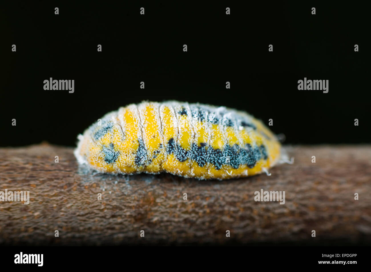 Mealybug hi-res stock photography and images - Alamy