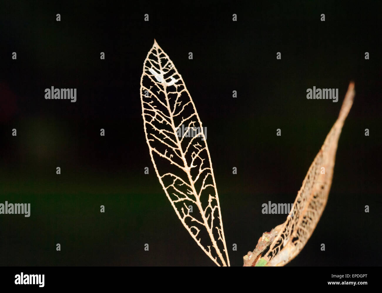 Leaves eaten by Spitfire Grubs, New South Wales, Australia Stock Photo ...