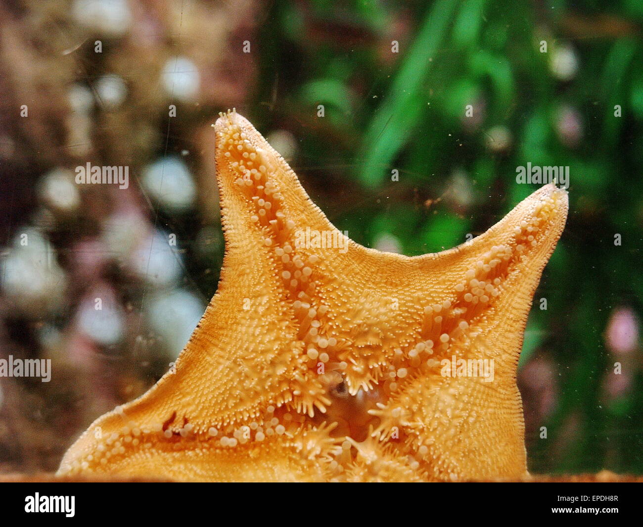 Star stick hi-res stock photography and images - Alamy