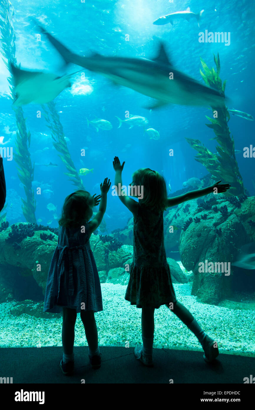 Oceanarium fish hi-res stock photography and images - Alamy