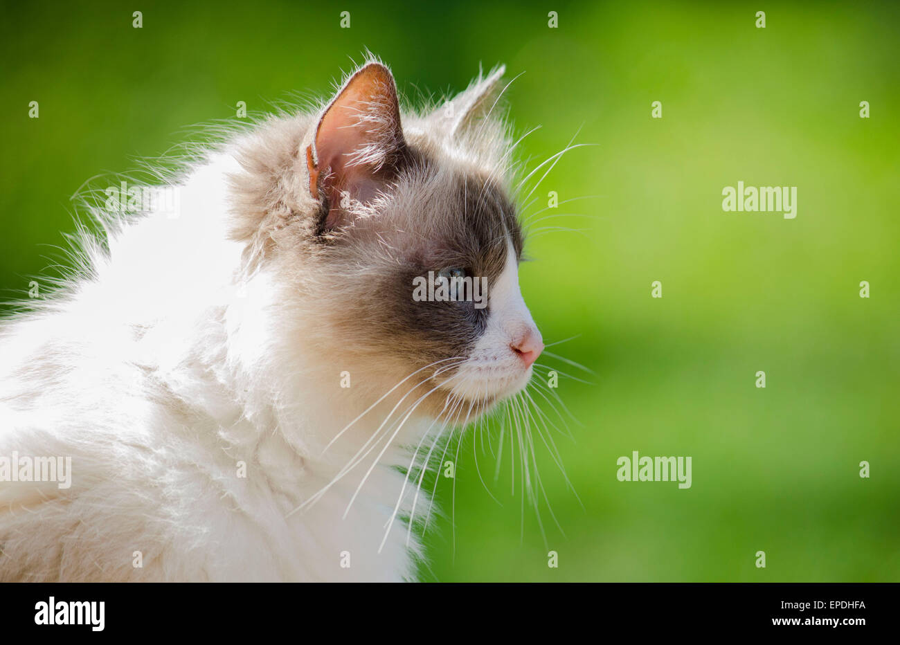 Pictured here is a Profile shot of a Domestic Ragdoll Cat, she is ...