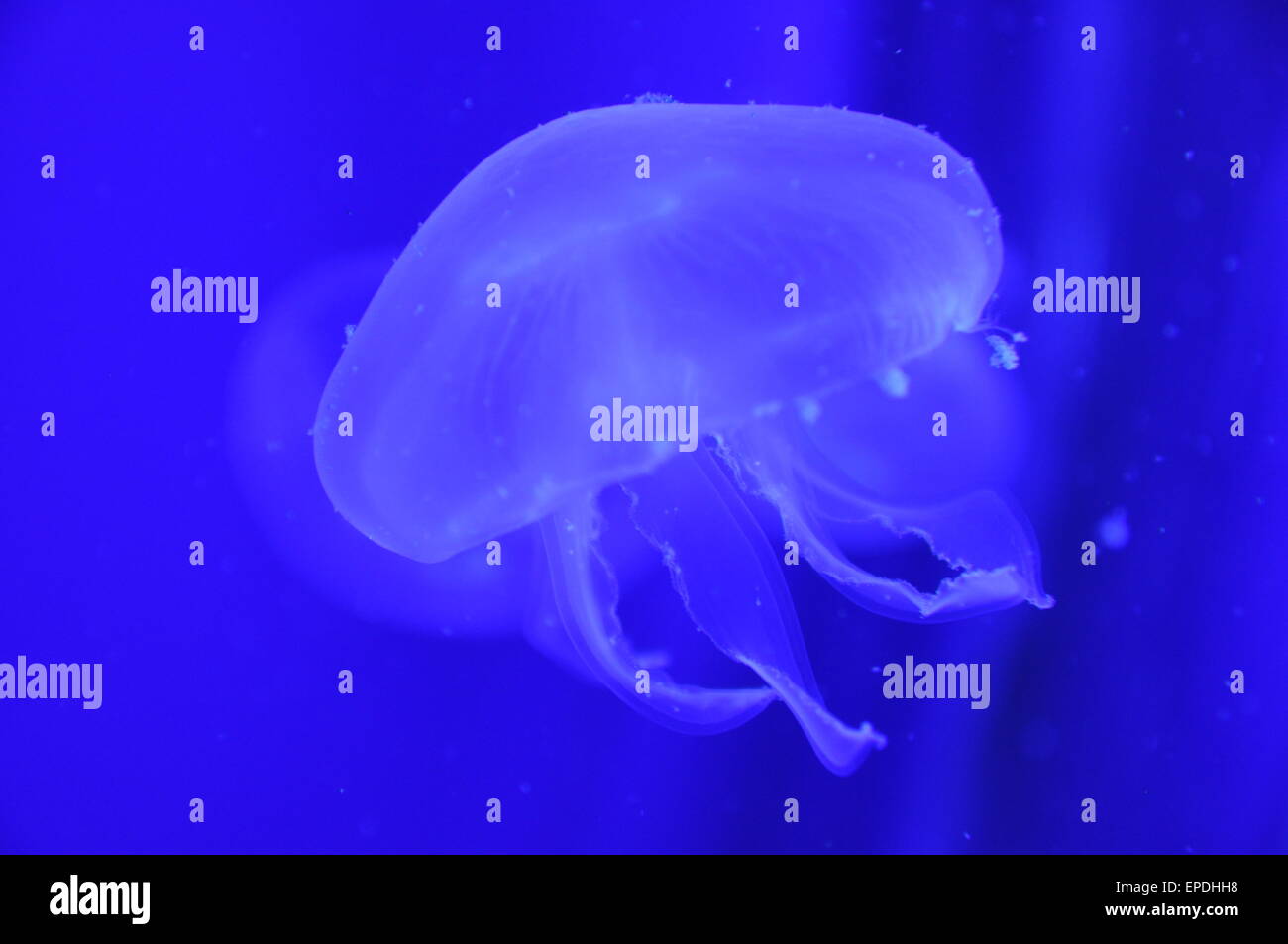 Medusa fish hi-res stock photography and images - Alamy