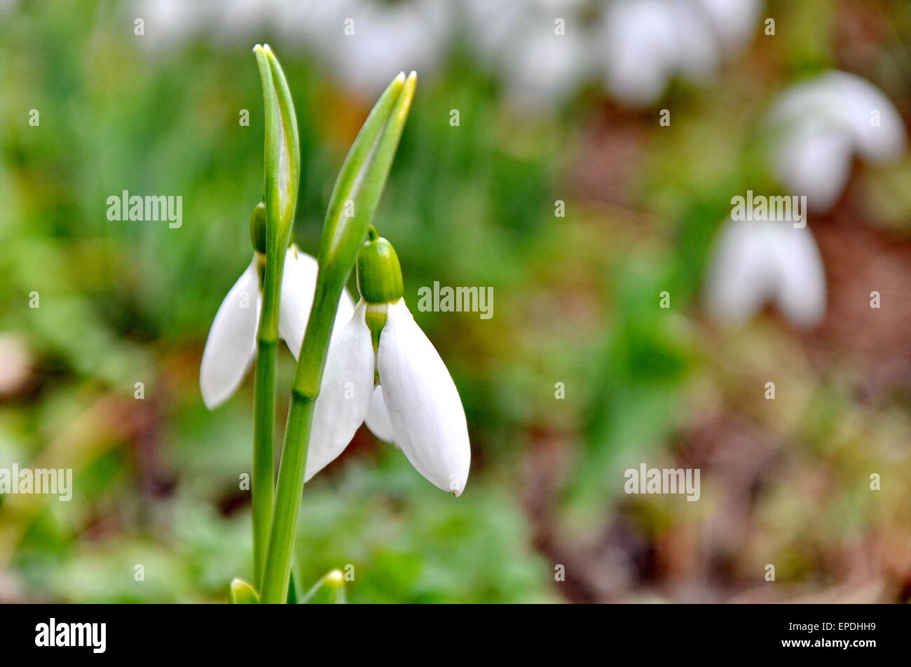 Snowdrops with natural background Stock Photo - Alamy